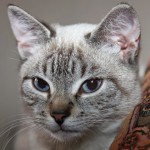 Brooklyn Bridge Animal Welfare Coalition| BBAWC| (718) 360-9918